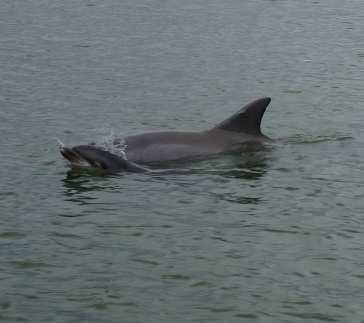 Hilton Head Island: Private Dolphin and Nature Tour - Frequently Asked Questions