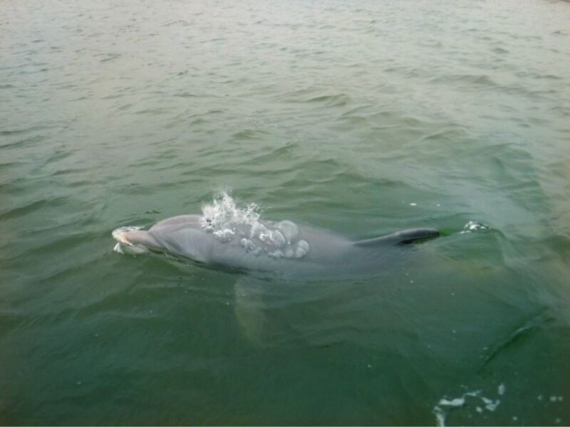 Hilton Head Island: Private Dolphin Watching Boat Tour - An Honest Look at the Experience