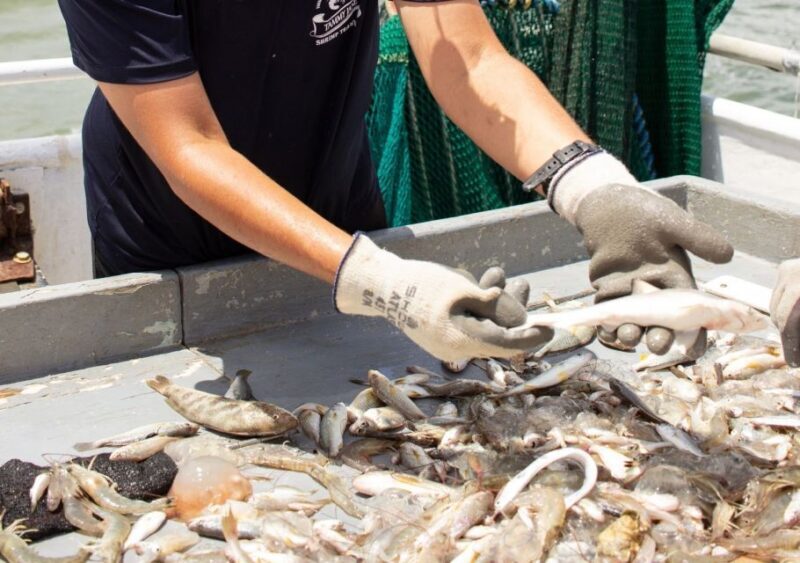 Hilton Head Island: Shrimp Trawling Boat Tour - Key Points