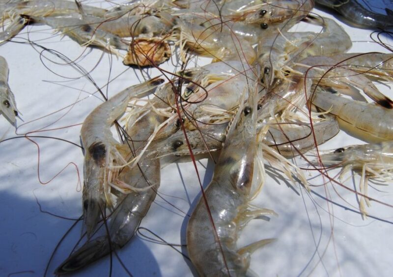 Hilton Head Island: Shrimp Trawling Boat Tour - Who Would Love This Tour?