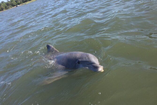 Hilton Head Island Sunset Dolphin Tour - The Value of the Tour