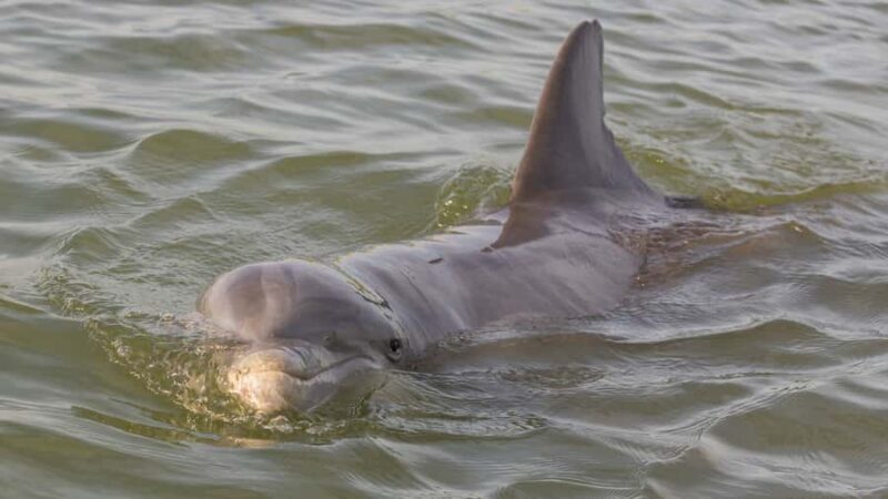 Hilton Head: Large Private Dolphin Tour, Dolphins Guaranteed - The Value of a Private Tour