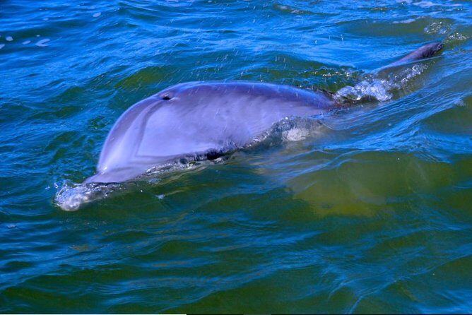 Hilton Head Morning Dolphins & Donuts Cruise - Key Points