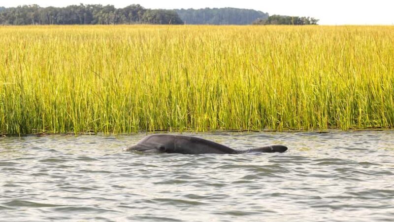 Hilton Head: Private Dolphin Cruise & Guaranteed Sightings - Frequently Asked Questions
