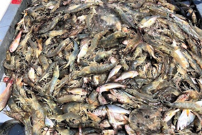 Hilton Head Shrimp Trawling Boat Cruise - Frequently Asked Questions