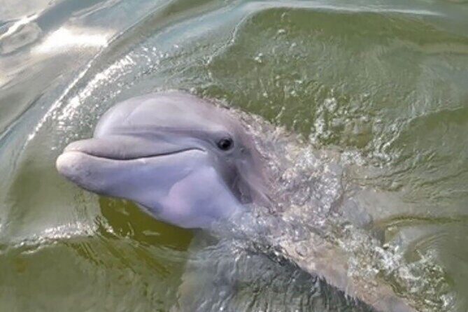 Hilton Head Sunrise Dolphin Tour - Final Thoughts: Why This Tour Is Worth It