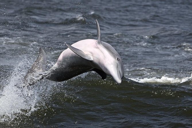 Hilton Head Sunset Dolphin Watching Cruise - Why Choose the Hilton Head Sunset Dolphin Watching Cruise?