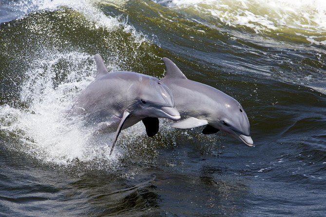 Hilton Head Sunset Dolphin Watching Cruise - Authentic Feedback from Travelers