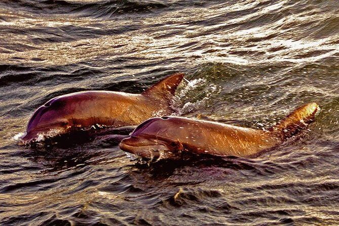 Hilton Head Sunset Dolphin Watching Cruise - Practical Tips for Travelers
