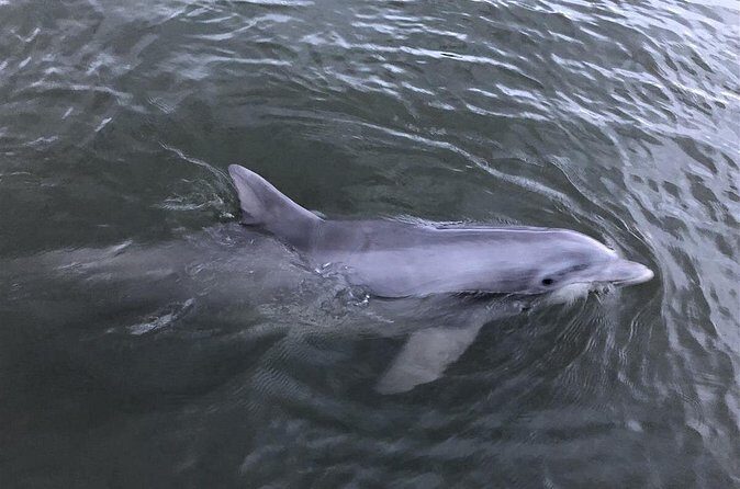 Hilton Head Vanishing Island & Beachcombing Cruise - The Experience in Detail: What You Can Expect