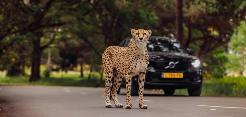 Hilvarenbeek: Safaripark Beekse Bergen Entry Ticket - An In-Depth Look at What You Can Expect