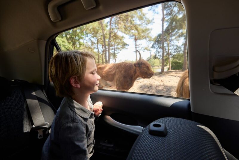 Hilvarenbeek: Safaripark Beekse Bergen Entry Ticket - The Sum Up