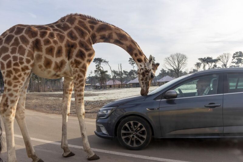 Hilvarenbeek: Safaripark Beekse Bergen Entry Ticket - Frequently Asked Questions