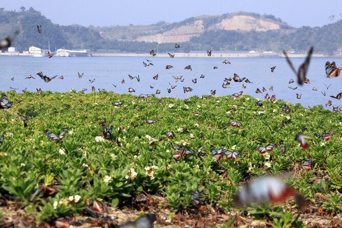 Himeshima Eco Tour from Beppu Explore Island Myths and Nature - FAQ