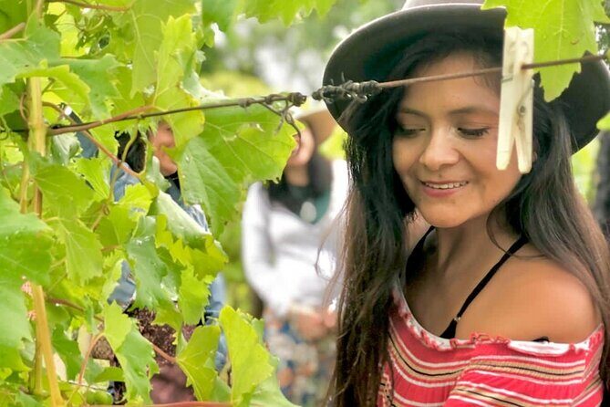Hinterland Heritage Wine Tour - The Group Experience & Logistics