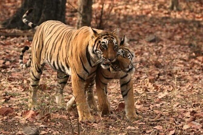 Hire Private Car with Driver For Golden Tringle Tour. - Day 4: Jaipur’s Architectural Marvels