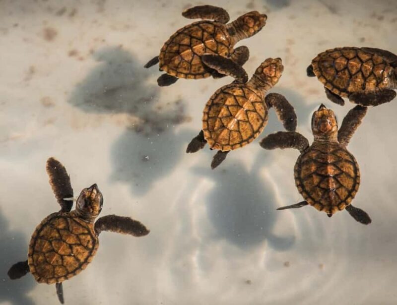 Hire Private Driver Bali - South Bali Tour - Why Choose a Private Driver in South Bali?