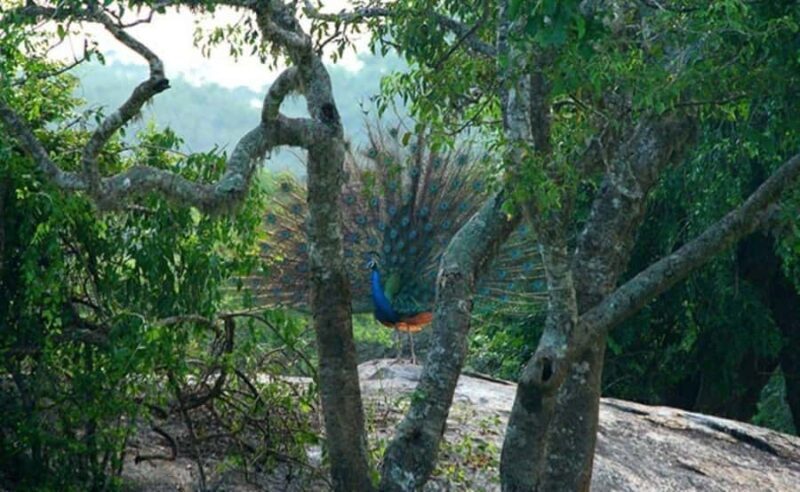 Hiriketiya: Sinharaja Rainforest Guided Day Trip - Who Should Consider This Tour?