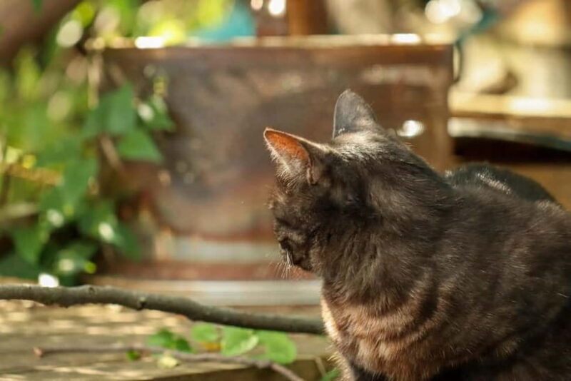 Hiroshima A Must See Onomichi 2 Hour Private Tour - The Sum Up