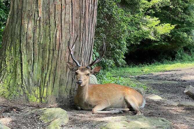 Hiroshima and Miyajima Private Tour with Hiroshima Native - FAQs