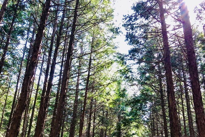 Hiroshima Country Cycling Tour and Sushi Making Experience - The Sum Up