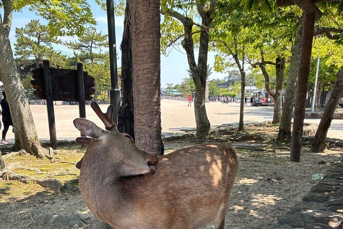 Hiroshima Customize Tour with Government Licensed Guide - A Detailed Look at the Hiroshima Custom Tour