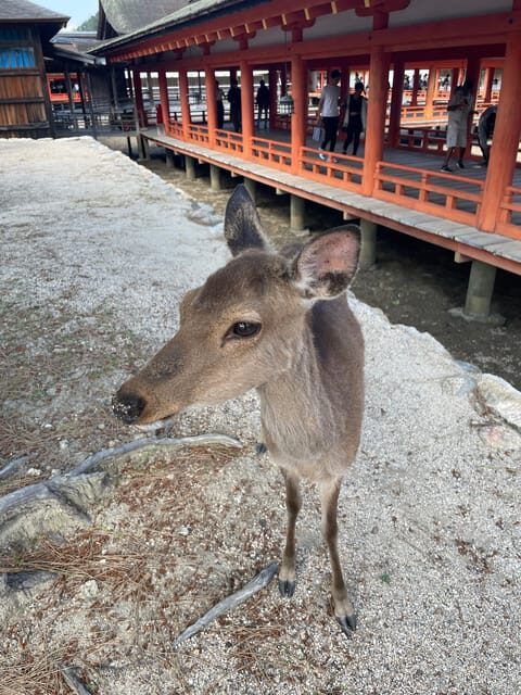 Hiroshima: Explore Miyajima Private Customized Tour w/Local - Exploring Miyajima: A Private Customized Tour with a Hiroshima Native Guide