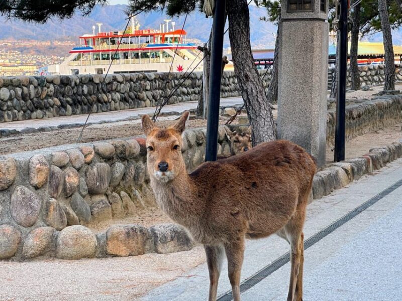 Hiroshima: Hiroshima and Miyajima UNESCO Sites Full-Day Tour - Who Will Love This Tour?