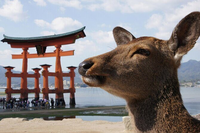 Hiroshima, Miyajima 1 Day Bus with Indian Lunch from Osaka, Kyoto - Hiroshima’s Historic Landmarks: A Moving Experience
