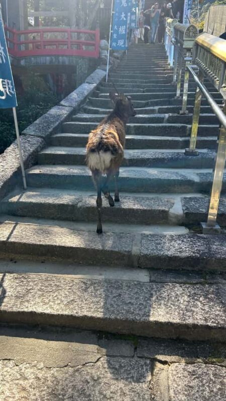 Hiroshima & Miyajima: 6.5-Hour Private Tour (Spanish Guide) - A Close Look at the Tour Experience