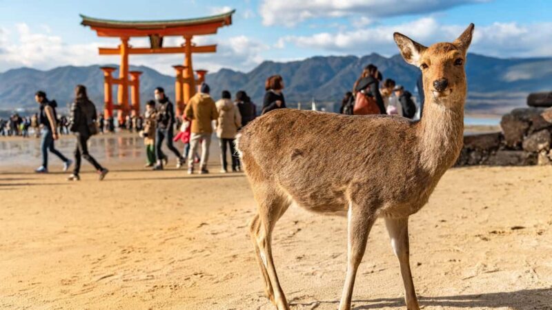 Hiroshima to Miyajima: Private Custom Tour with Ferry Ride - An Introduction to the Tour Experience