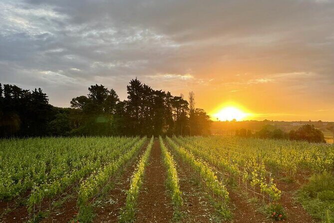 Historical Cellar Visit and Wine Tasting in Salento - A Closer Look at the Experience
