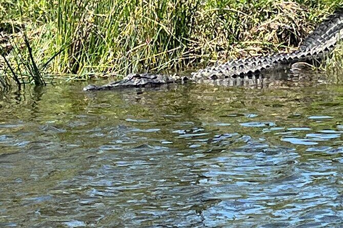 Historical Scenic Bayou Swamp Water Trail Kayak Tour - Exploring the Scenic Bayou Swamp Water Trail Kayak Tour: A Practical Overview