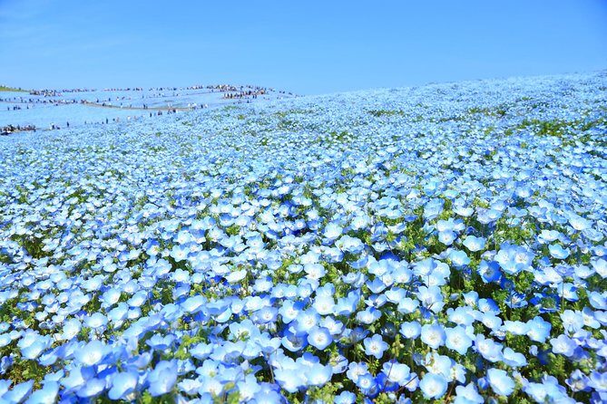 Hitachi National Seaside Park`s Flowers & Ashikaga Flower Park - Overall Logistics and Comfort