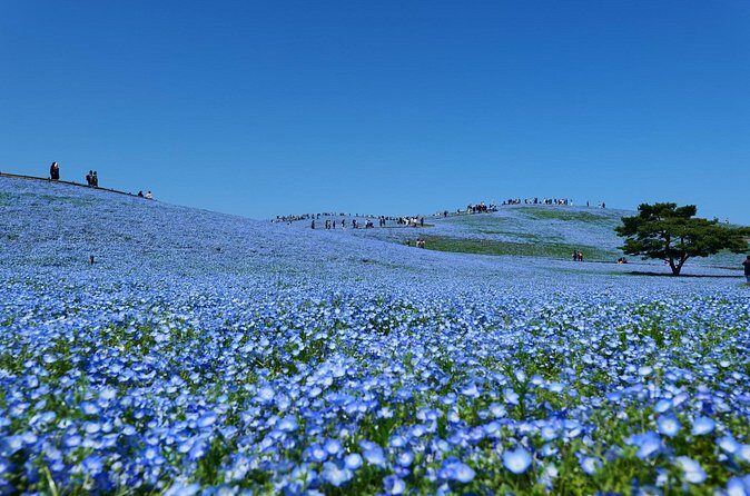 Hitachi Seaside Park and Mito Highlights Tour - Final Thoughts