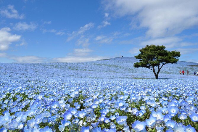 Hitachi Seaside Park & Ashikaga Flower Park from Tokyo - Key Points