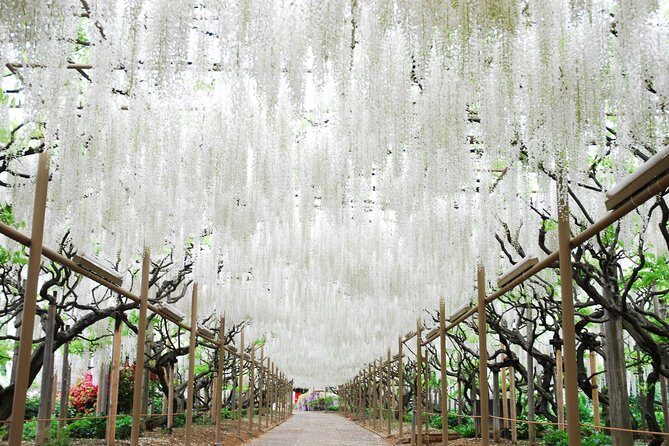 Hitachi Seaside Park & Ashikaga Flower Park from Tokyo - An Introduction to the Experience