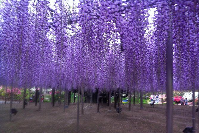 Hitachi Seaside Park & Ashikaga Flower Park from Tokyo - Cost and Value