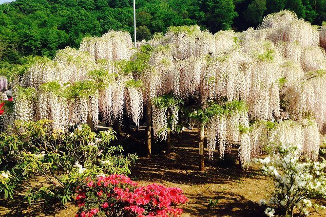 Hitachi Seaside Park & Ashikaga Flower Park from Tokyo - Insights from Reviews