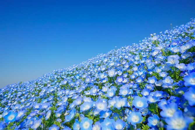 Hitachi Seaside Park & Ashikaga Flower Park from Tokyo - Practical Tips