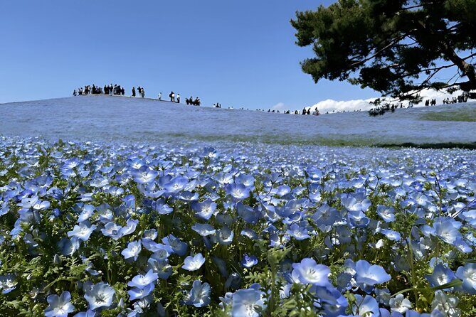 Hitachi Seaside Park & Nakaminato fish market tour - A Deep Dive into the Tour Experience