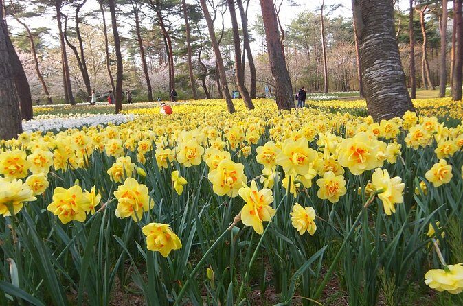 Hitachi Seaside Park & Nakaminato fish market tour - The Sum Up