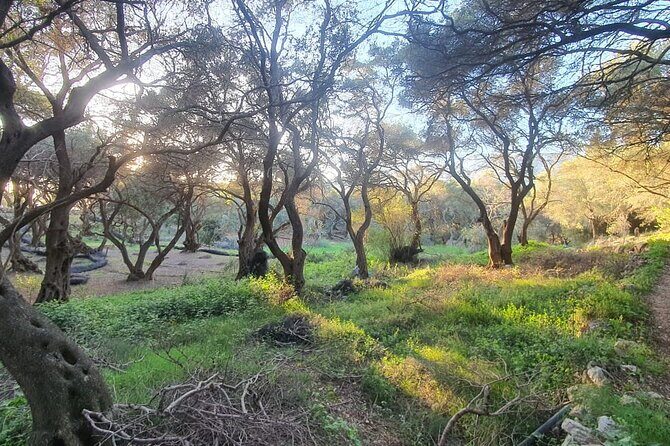 Hking in the Olive Groves,Villages,Sunset,with Swim Stop - An Authentic Walk Through Corfu’s Nature and Villages