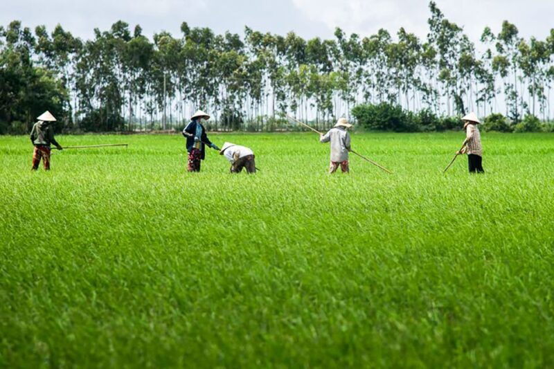 Ho Chi Minh City: Mekong Delta Full-Day Speedboat Tour - Cultural and Religious Sites