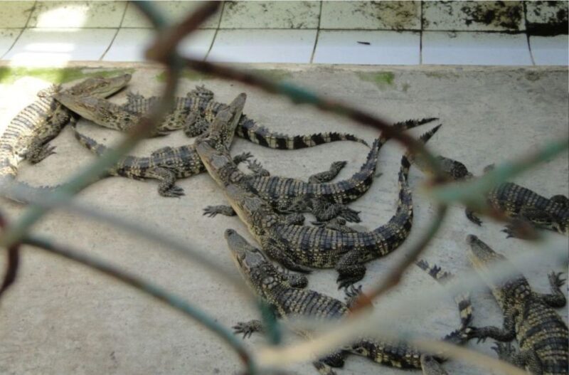 Ho Chi Minh: Eco Tour to Can Gio Mangrove Forest PVT and SIC - FAQ