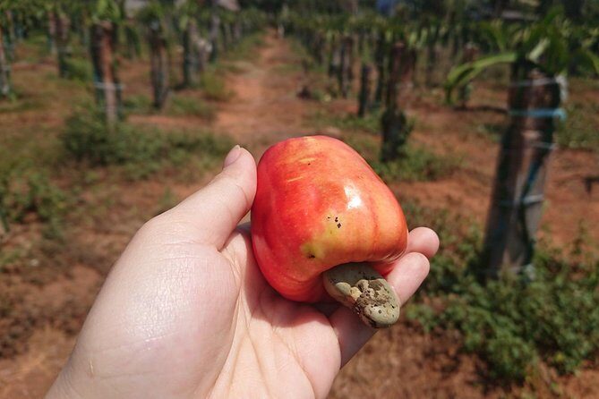 Ho Coc Beach - Nature Reserve and Dragon-fruit Farm trip with home-cooked lunch - The Sum Up