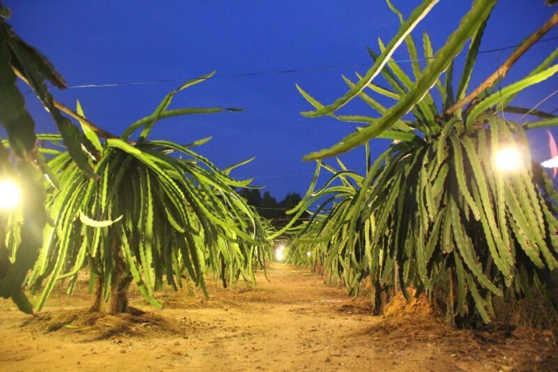 Ho Coc Beach, Nature Reserve & Dragon Fruit Farm Day Tour - A Detailed Look at the Tour Itinerary