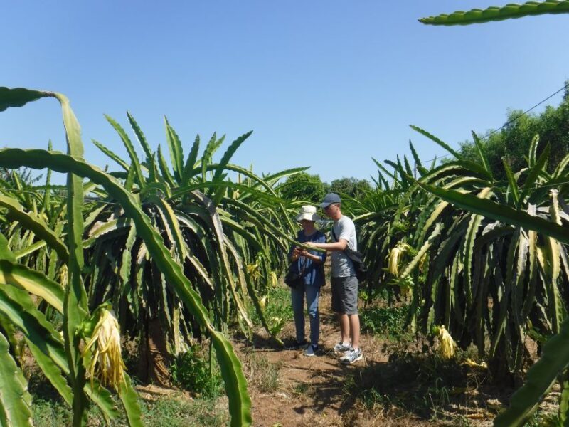 Ho Coc Beach, Nature Reserve & Dragon Fruit Farm Day Tour - Final Thoughts