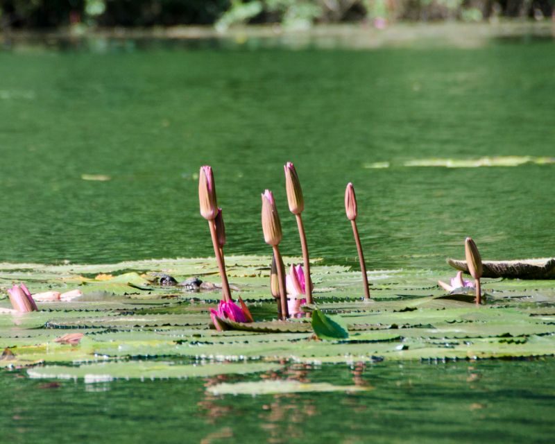 Hoa Lu Tam Coc Mua Cave by Limousine With Small Group - The Sum Up: Who Will Love This Tour?