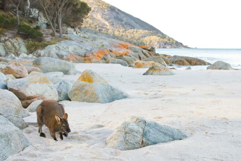 Hobart: A Day At Wineglass Bay - FAQ